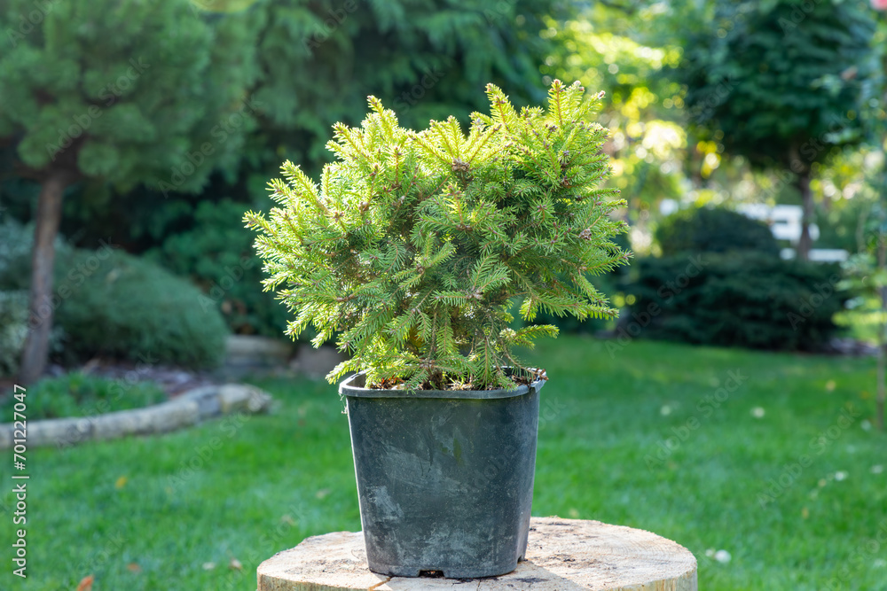 Spruce dwarf mountain, fir, pine in plastic pot, on a stump, ready for ...