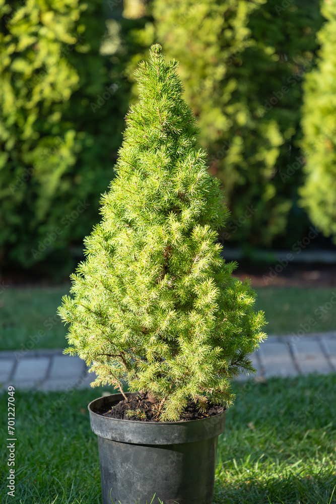 Picea glauca conica seedlings are in black plastic pot in the garden ...