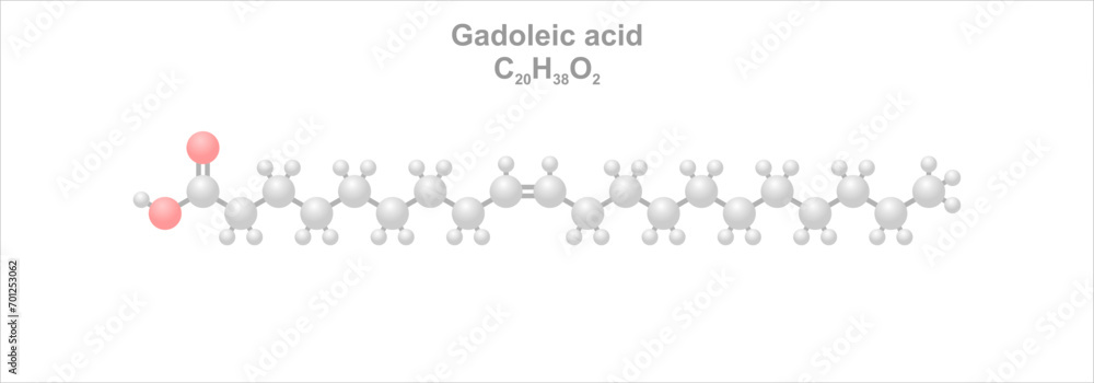 Vecteur Stock Gadoleic acid. Simplified scheme of the molecule ...