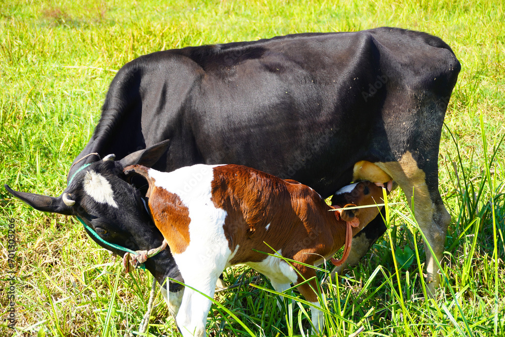 A close up of a healthy Beautiful black cow nursing her calf. Cute cow ...