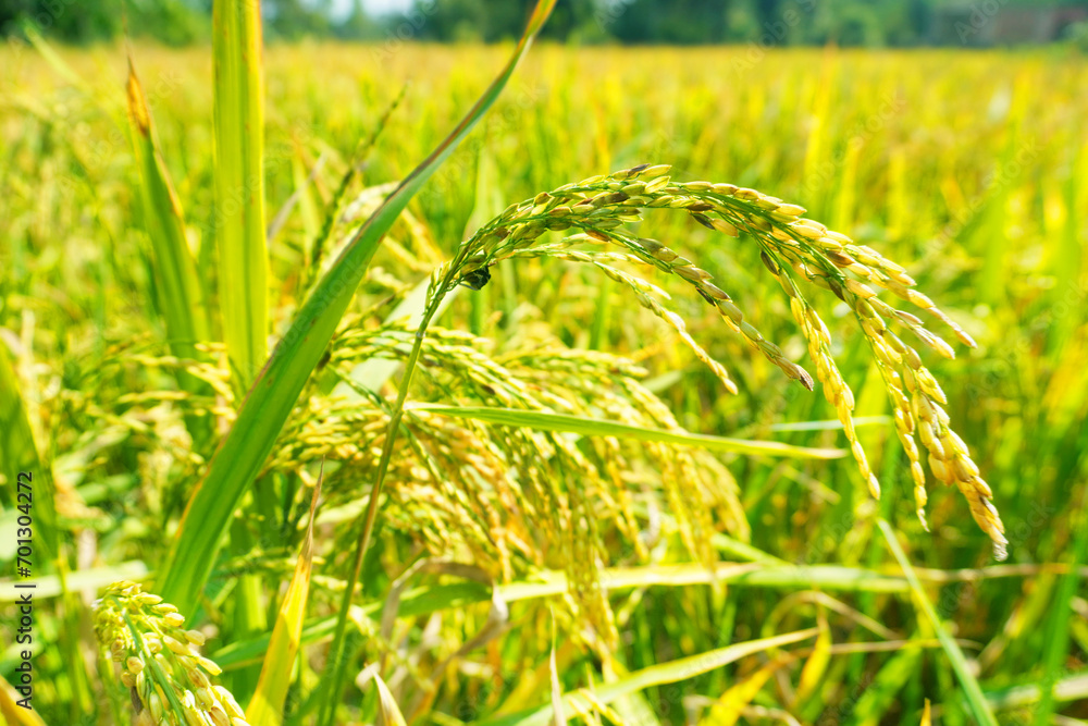 The green and yellow ears of Rice grains before harvest rice fields in ...