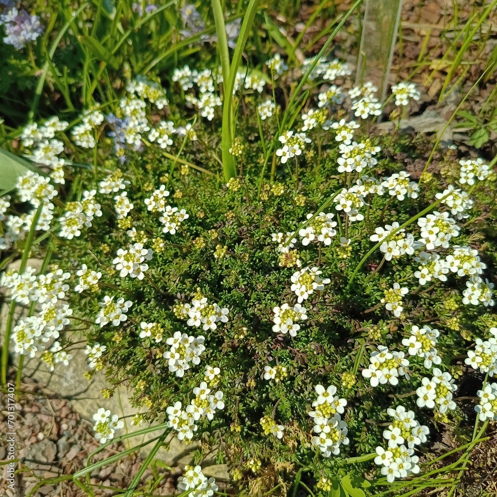 a delicate Alpine plant on a rocky flower bed. White blooming ...