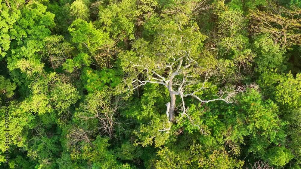 Sunlight dapples towering trees in a lush tropical forest, on lofty ...
