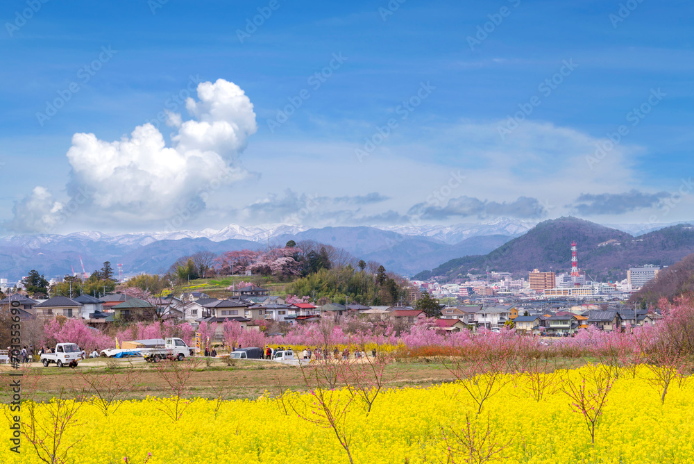Cherry-blossom trees (Sakura) and many kinds of flowers in Hanamiyama ...