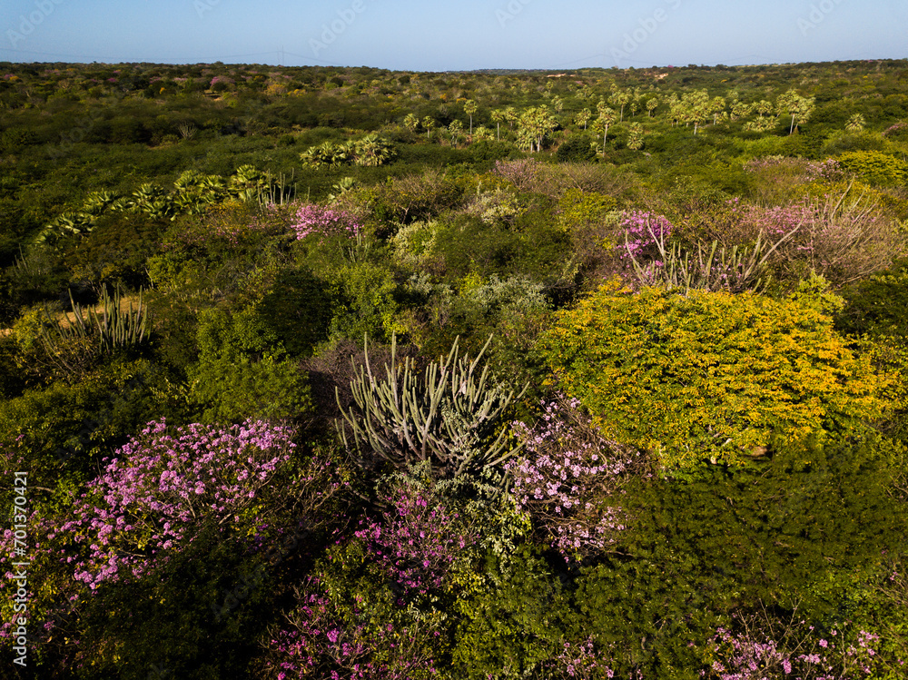 vista aérea de floresta de caatinga, vegetação típica do nordeste ...