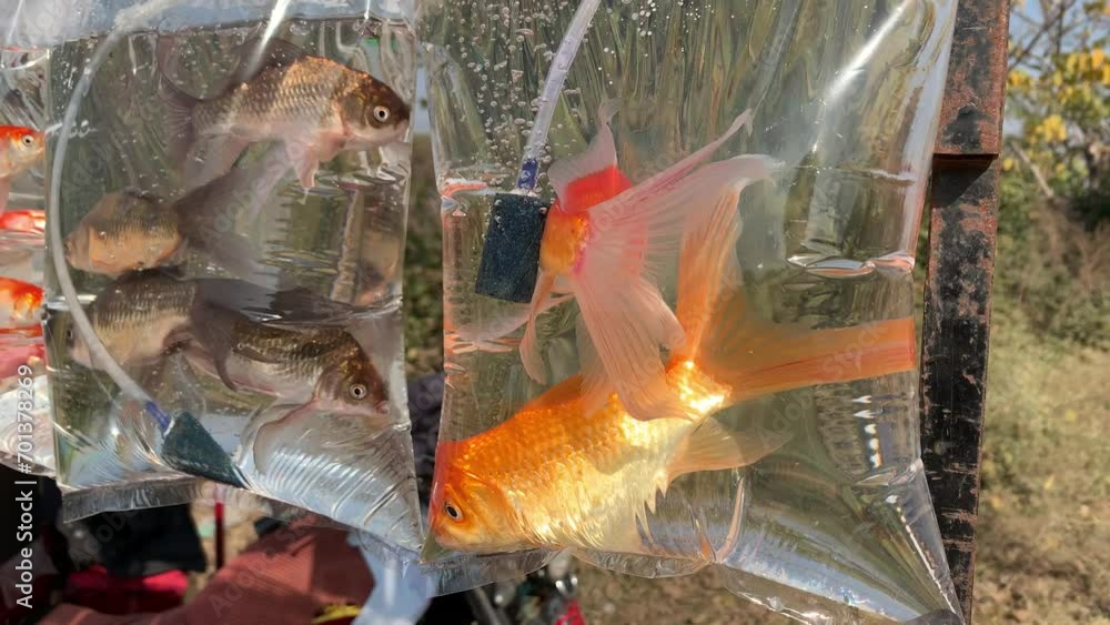 Fish in plastic bags for sale. Fish are swimming in plastic bags. A ...