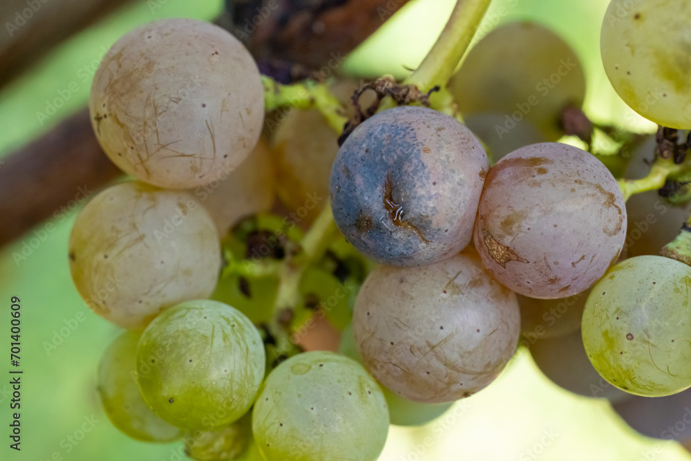 Grapes infested with rot and mold (black spotting) Stock Photo | Adobe ...