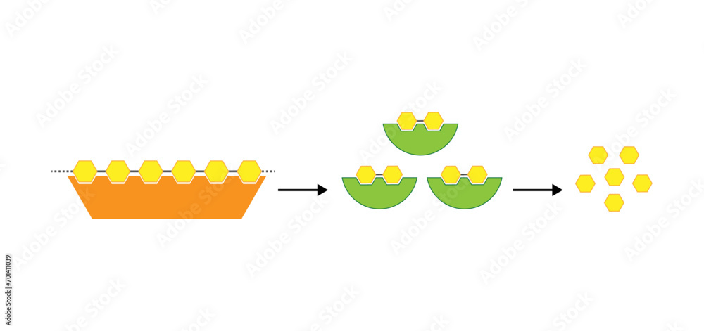Carbohydrates Digestion. Amylase and Maltase Enzymes catalyze ...