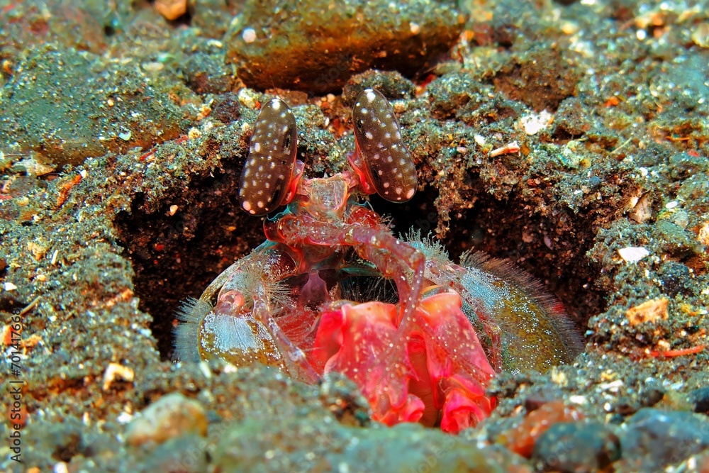 Marine life in the tropical ocean. Red mantis shrimp on the sandy ...