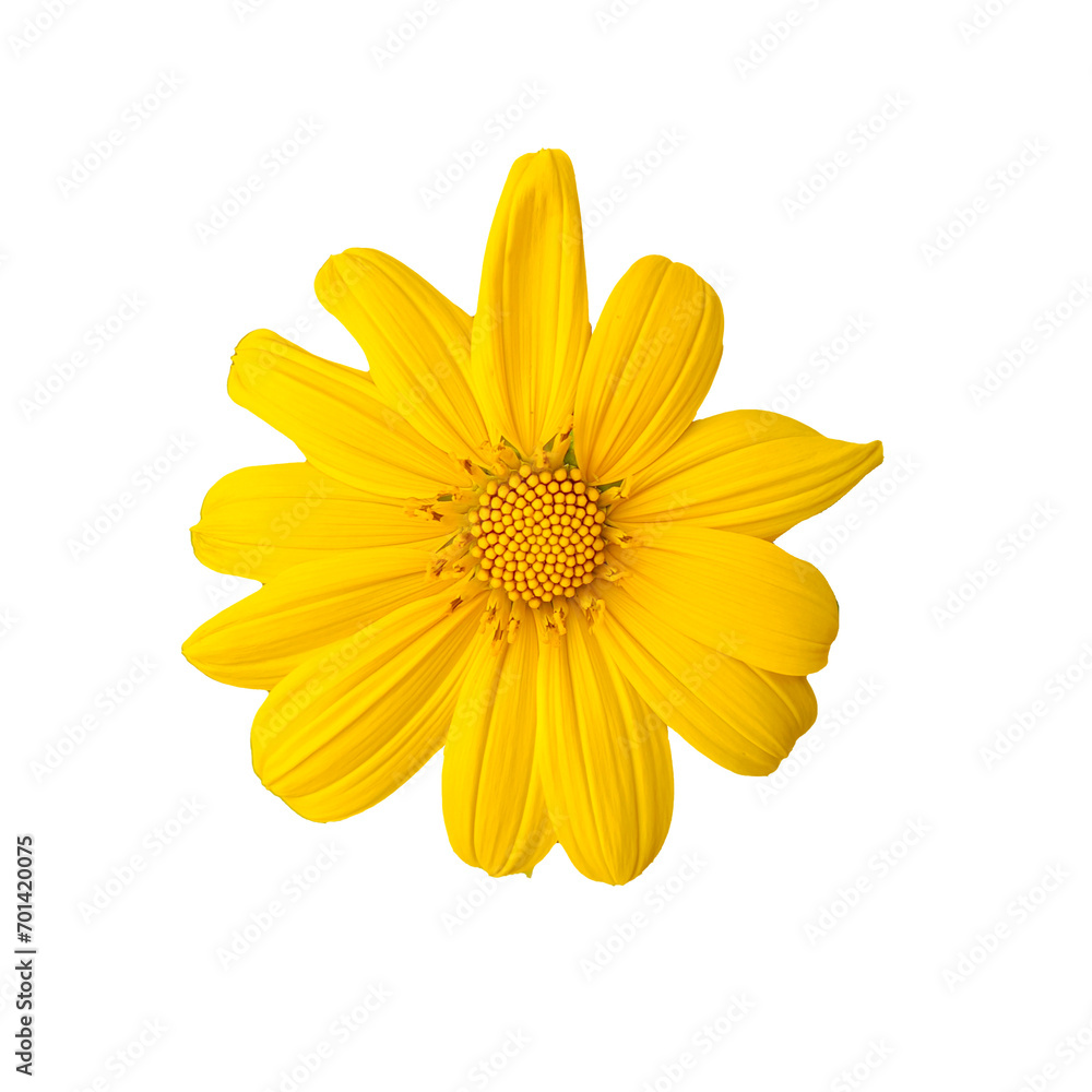 Real photo of yellow flowers on transparent background PNG. Stock ...