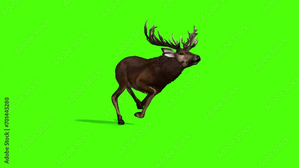 3d stag fast running or jumping on the chroma key side view, 4k deer ...