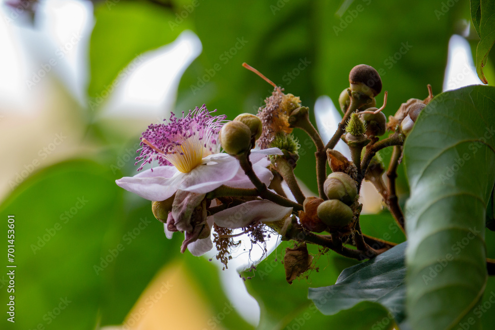Flor do urucuzeiro, árvore cujo fruto é o urucum, de onde se extrai o ...