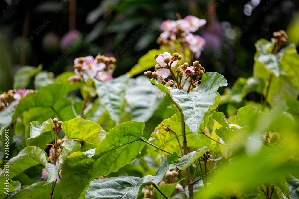 Flor do urucuzeiro, árvore cujo fruto é o urucum, de onde se extrai o ...
