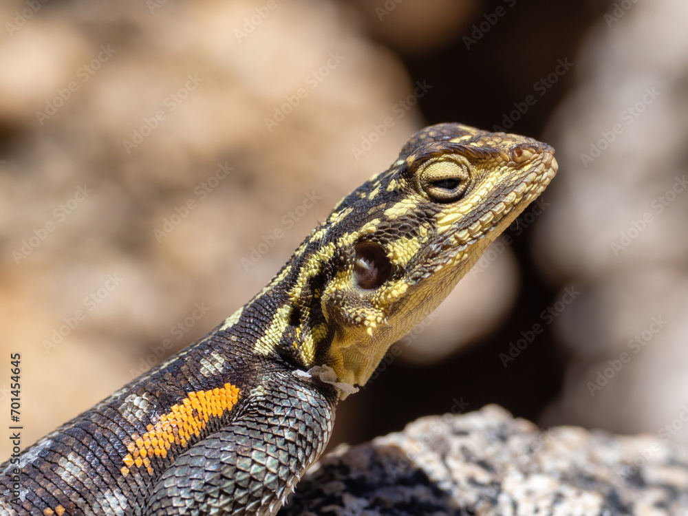 Erongo mountains, Namibia - August 16, 2022: Close-up of a female Namib ...