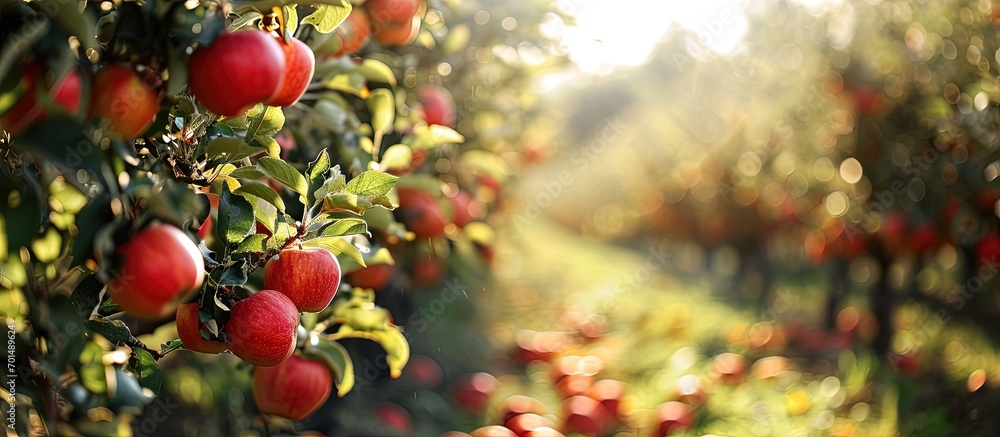 Modern apple plantation Rows of apple trees growing in an orchard on ...