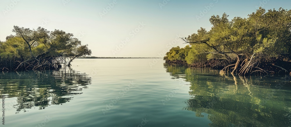 Mangroves in Persian Gulf United Arab Emirates Winter algae flowering ...