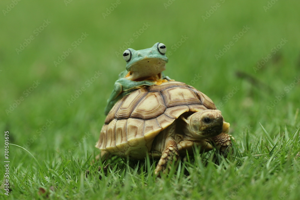 Foto de turtle, sulcata, frog, flying frog, a sulcata turtle and a frog ...