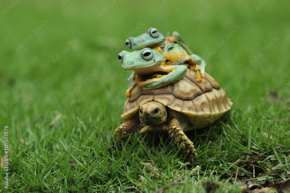 turtle, sulcata, frog, flying frog, green frog, a cute sulcata turtle ...