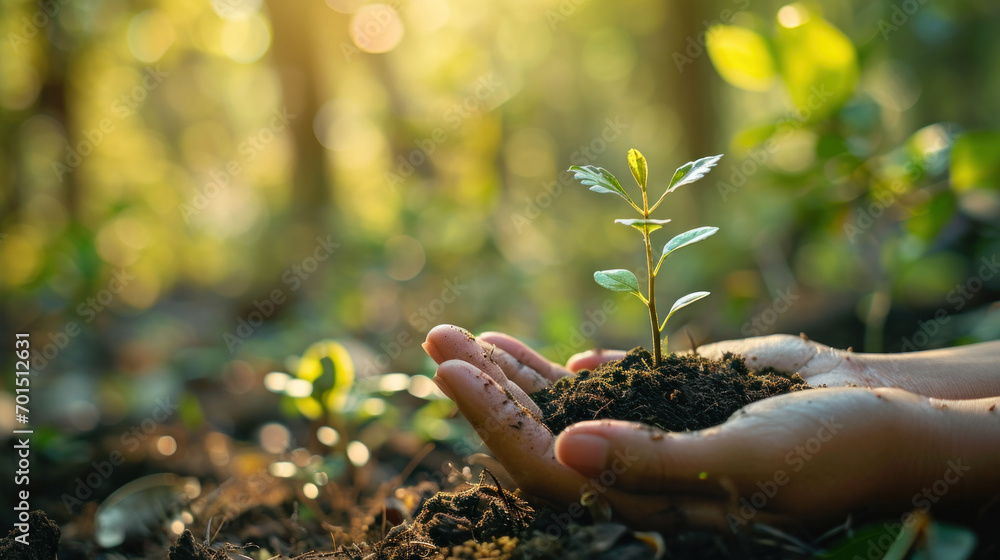 Gentle hands nurture a young sapling, symbolizing the nurturing of ...