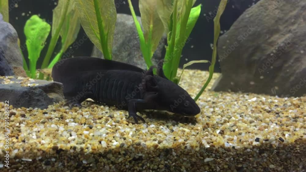 Ambystoma mexicanum in Aquarium, hunting for daphnia magna, Axolotl ...