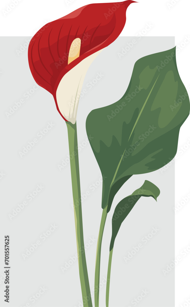 calla lily flower graphic vector illustration. suitable for t-shirt ...