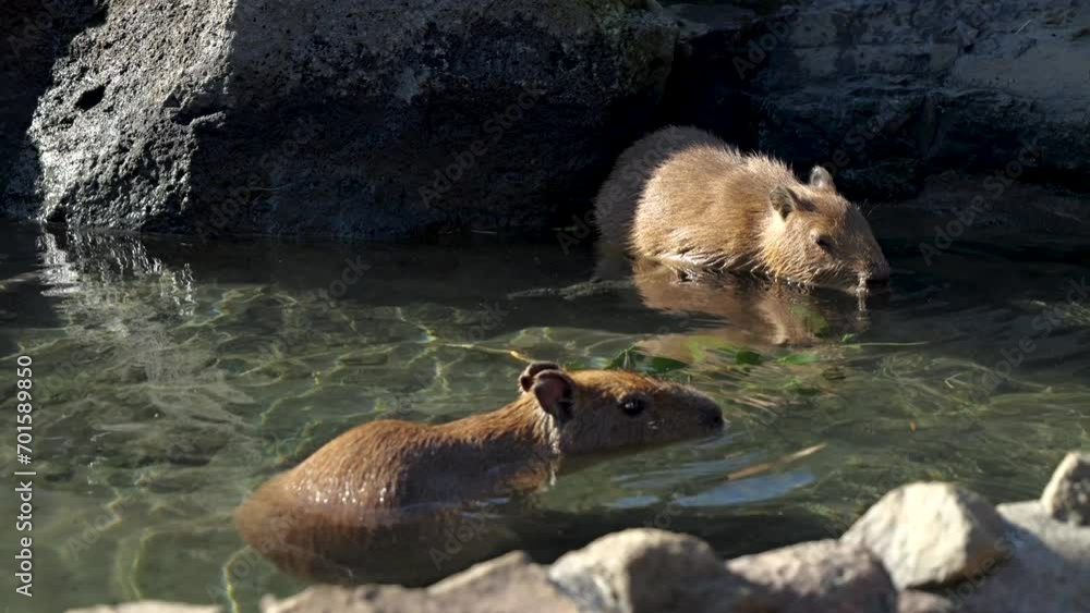 Famous Capybara rodents taking a hot spring bath in Japan Stock Video ...