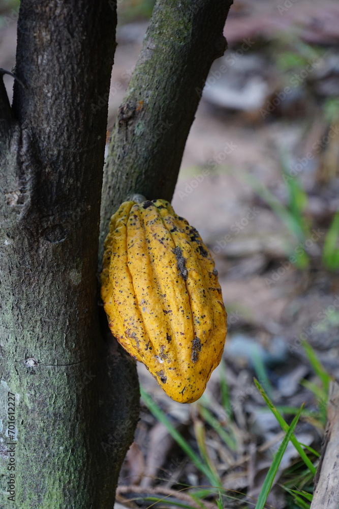 The cacao tree is a plant that can grow and grow well in tropical ...