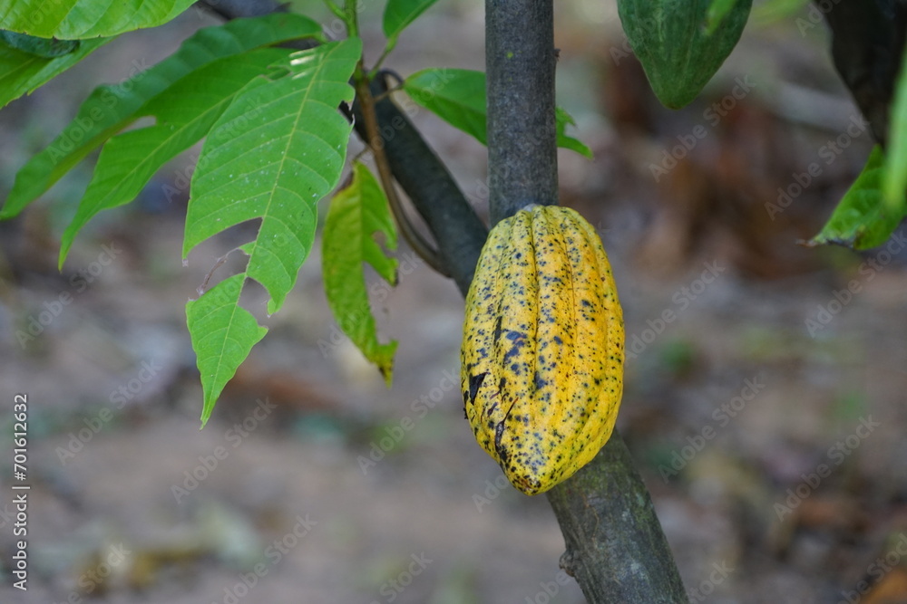 The cacao tree is a plant that can grow and grow well in tropical ...