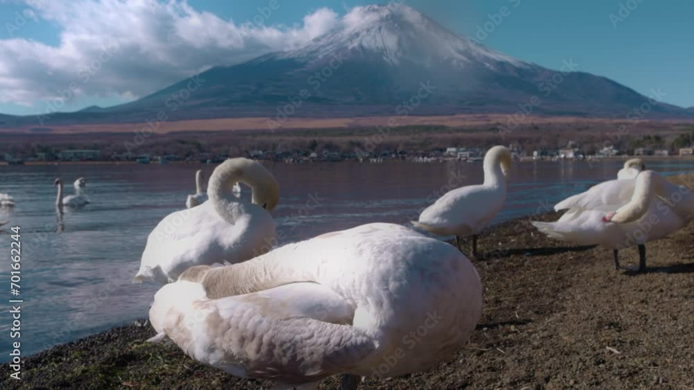 White swans at Fuji five lakes in Japan, Mount Fuji at Yamanaka lake ...