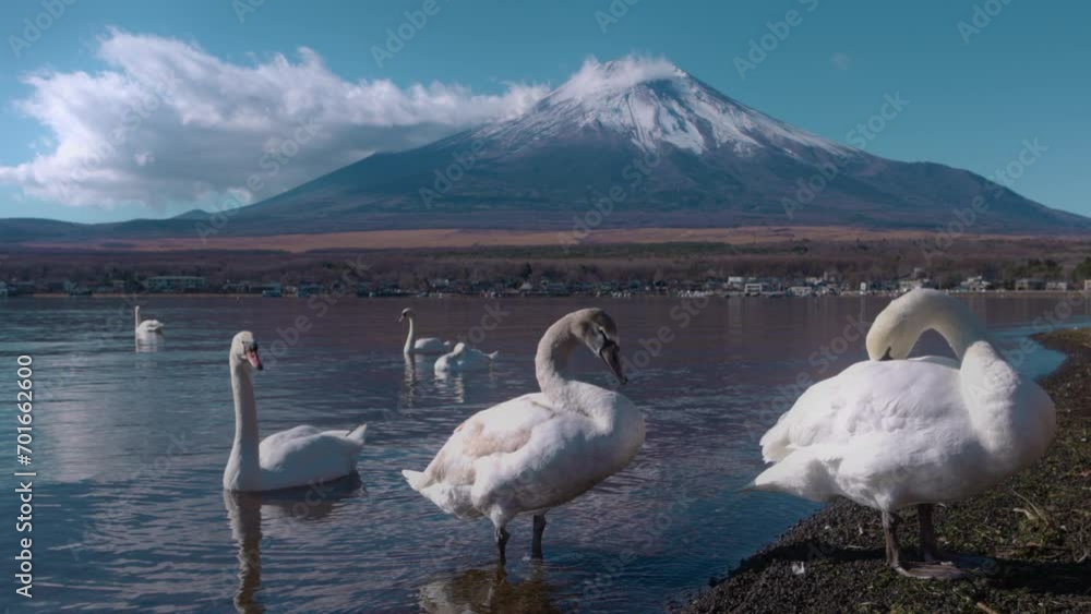 White swans at Fuji five lakes in Japan, Mount Fuji at Yamanaka lake ...
