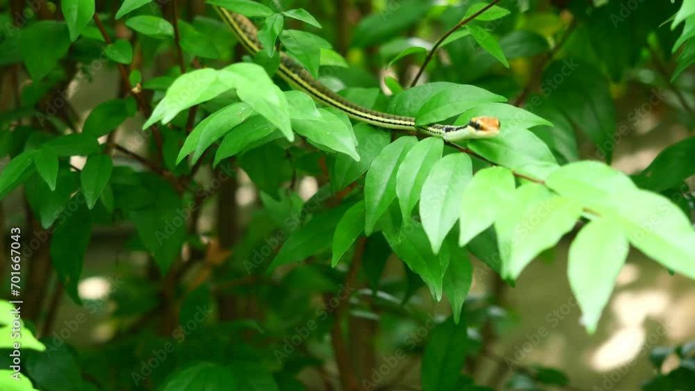 Common Bronzeback Snake (Dendrelaphis pictus) on green leaf and plant ...