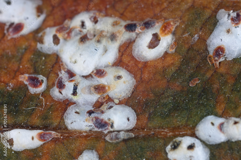 Lepidosaphes beckii also known as purple scale, mussel scale, citrus ...