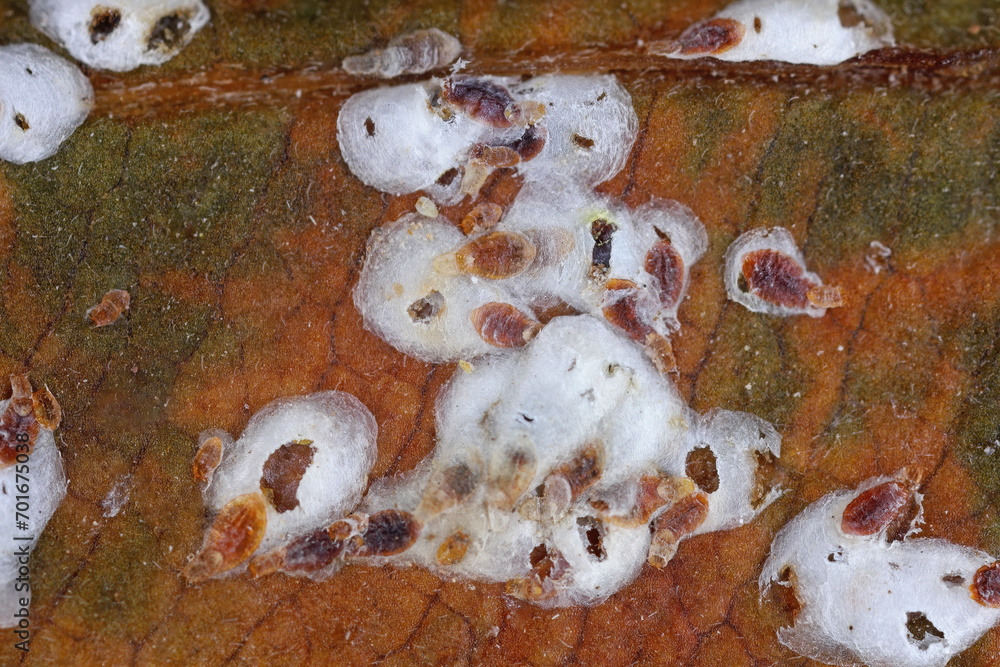 Lepidosaphes beckii also known as purple scale, mussel scale, citrus ...