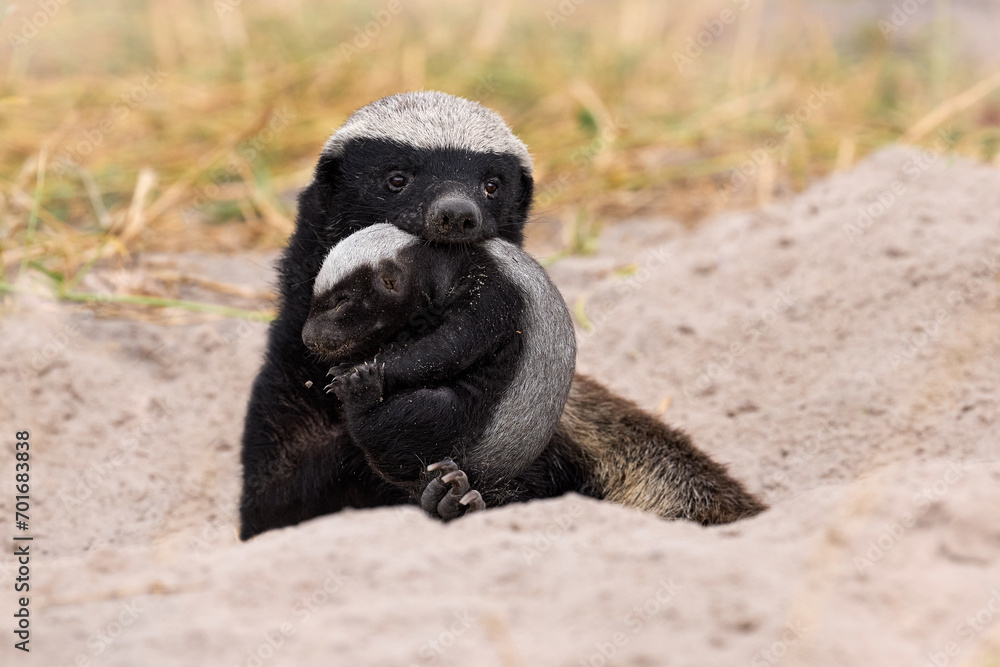 Honey badger with young in mouth muzzle, Khwai in Botswana. Animal ...