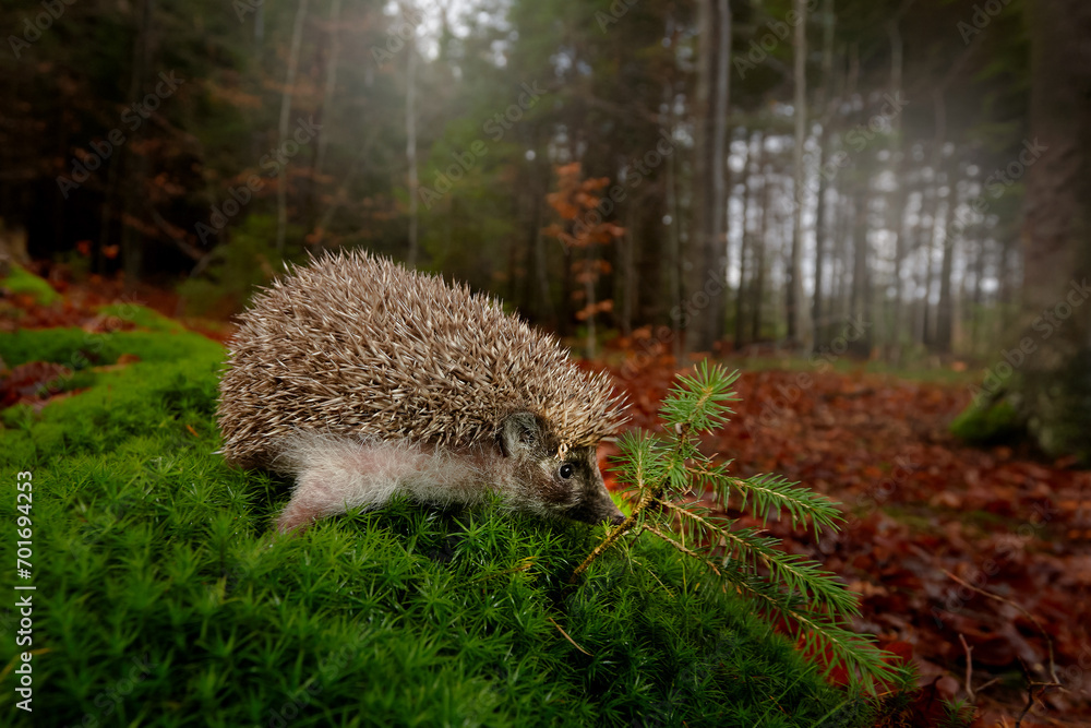 Autumn wildlfie. Autumn orange leaves with hedgehog. European Hedgehog ...