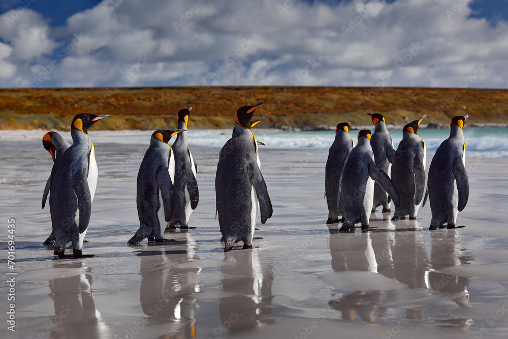 Penguin colony, Antarctica wildlife. Group of king penguins coming back ...