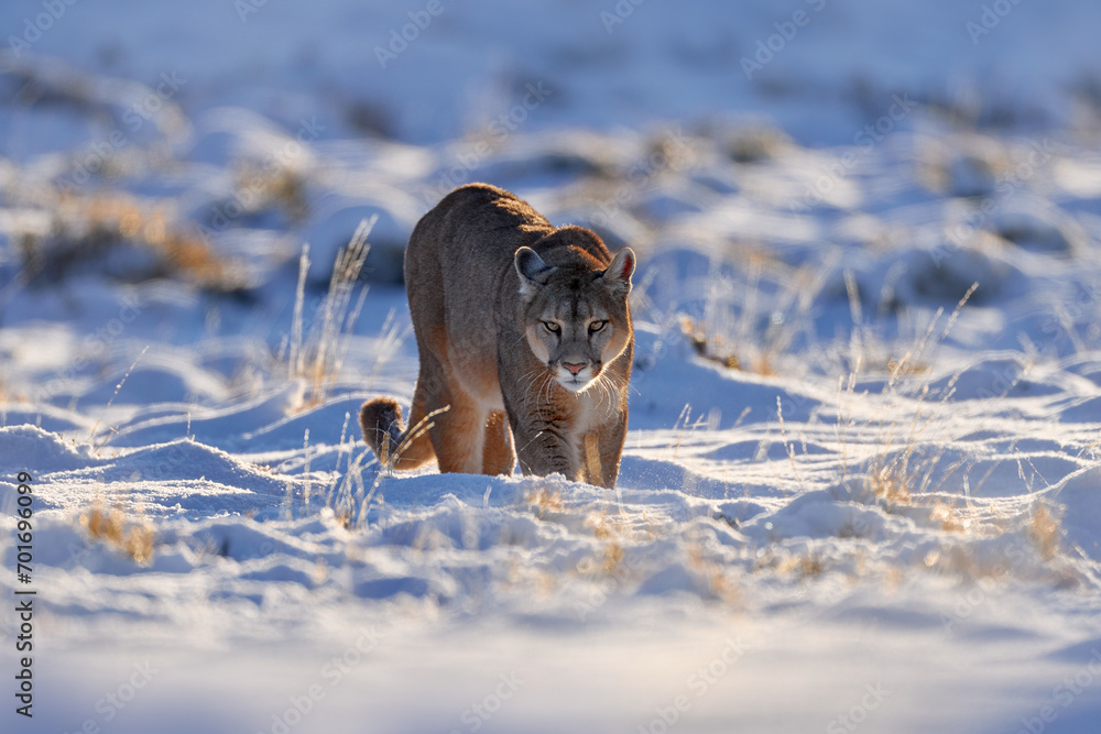 Puma, nature winter habitat with snow, Torres del Paine, Chile. Wild ...