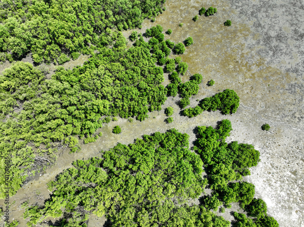 Green mangrove forest with morning sunlight. Mangrove ecosystem ...