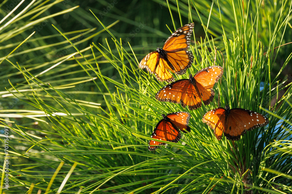 Butterflies that appear to be three queen (Danaus gilippus) and one ...