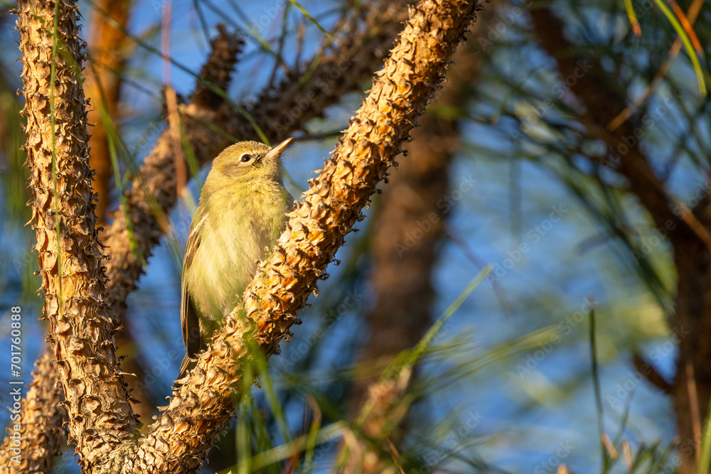 A cute songbird that appears to be a pine warbler (Setophaga pinus ...