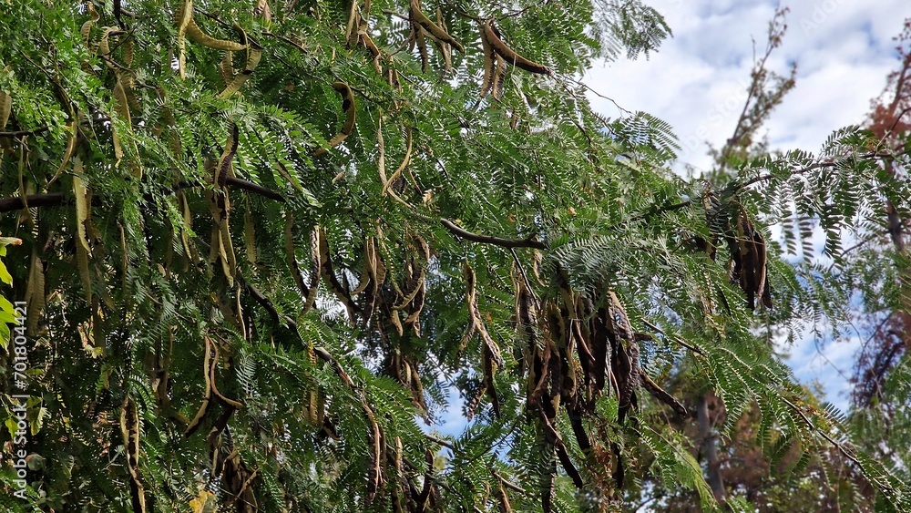 Tree branches with seed pods of honey locust or Gleditsia triacanthos ...