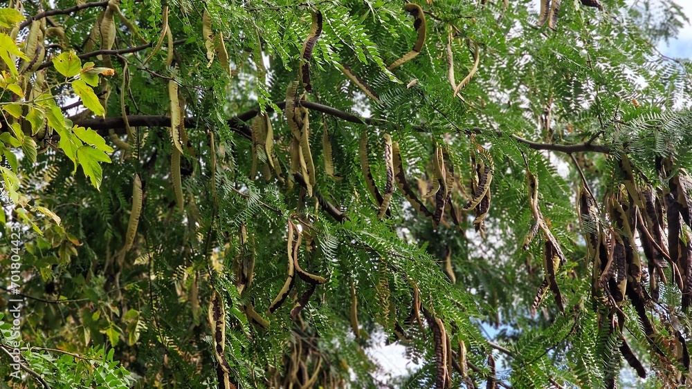 Tree branches with seed pods of honey locust or Gleditsia triacanthos ...