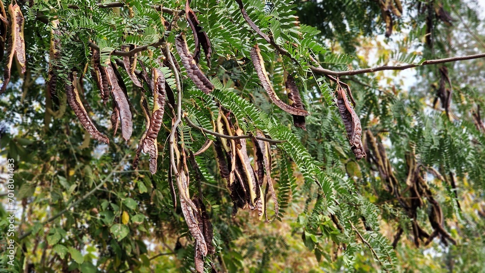 Tree branches with seed pods of honey locust or Gleditsia triacanthos ...