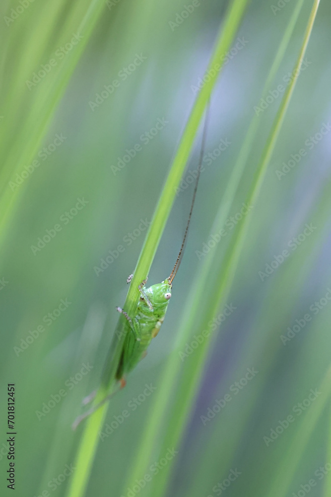 Short-winged Conehead, Conocephalus dorsalis, bush cricket from Finland ...