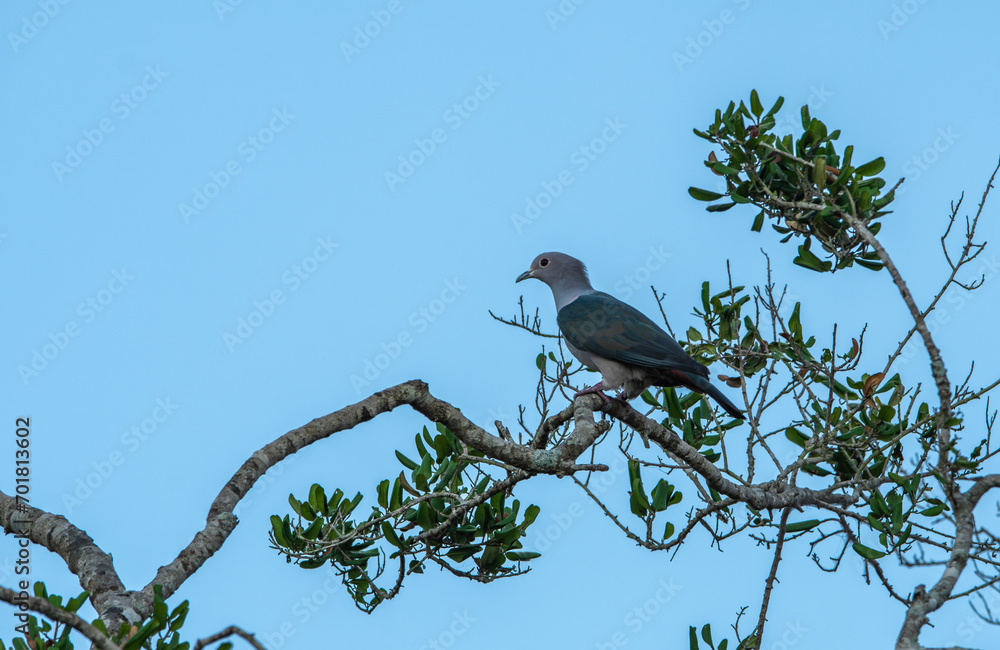 The green imperial pigeon is a large forest pigeon. Its broad range ...