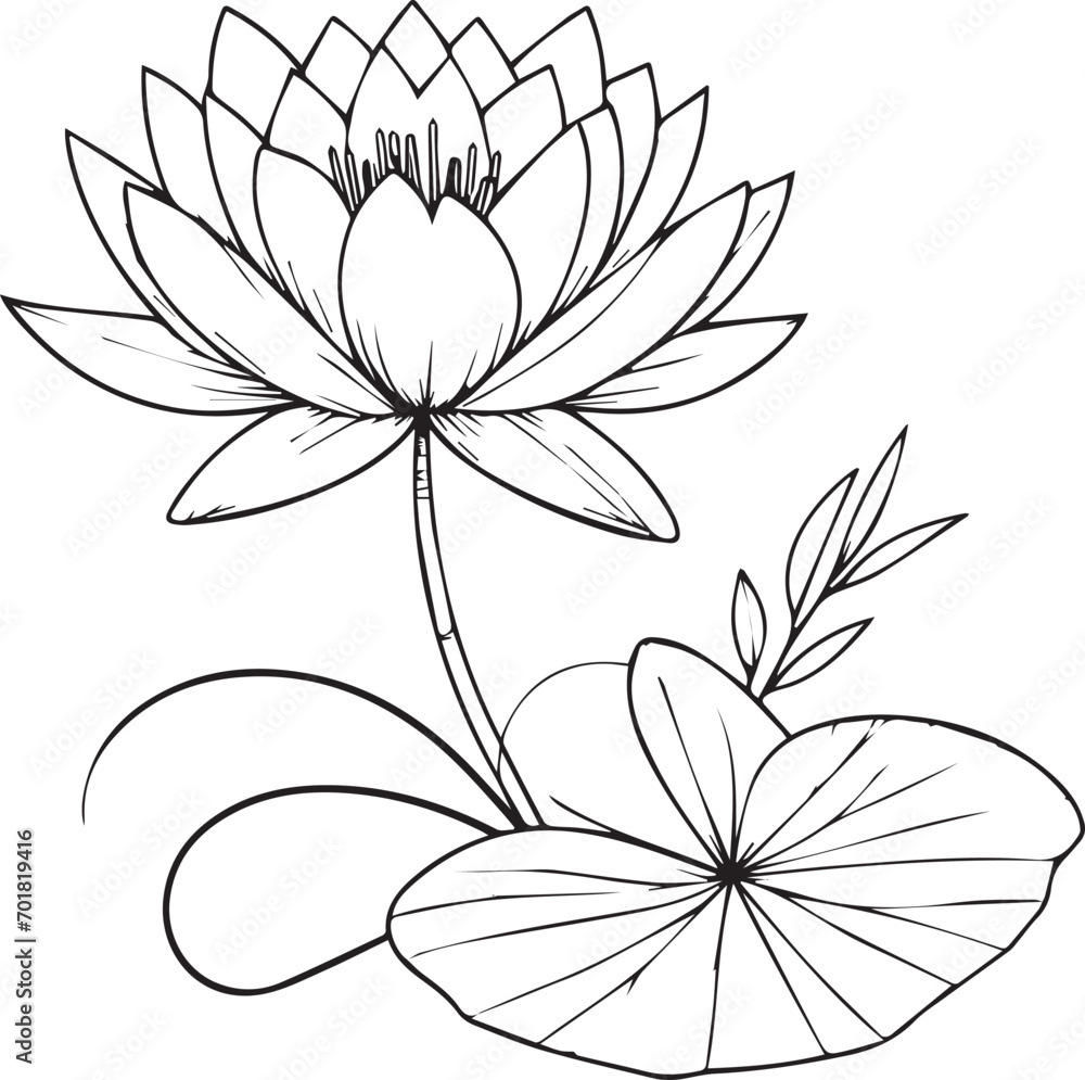 water lily drawing top view, water lily vector art, illustration water ...