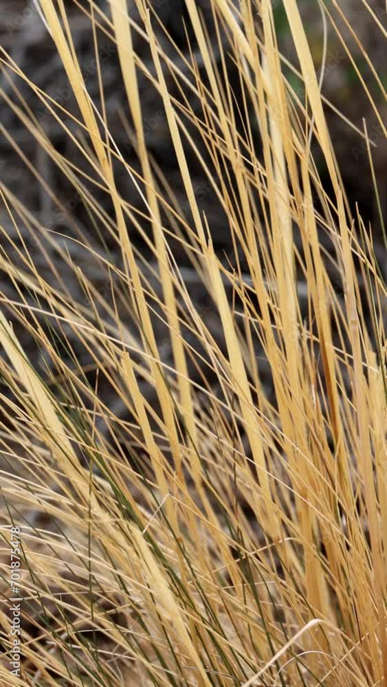 Vidéo Stock Desert Needle Grass, Stipa Speciosa, a native perennial ...