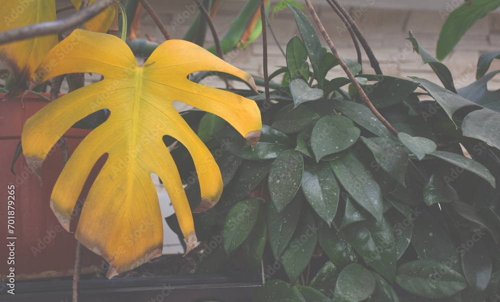 Overwatered monstera plant leaves turning yellow. Houseplant diseases ...