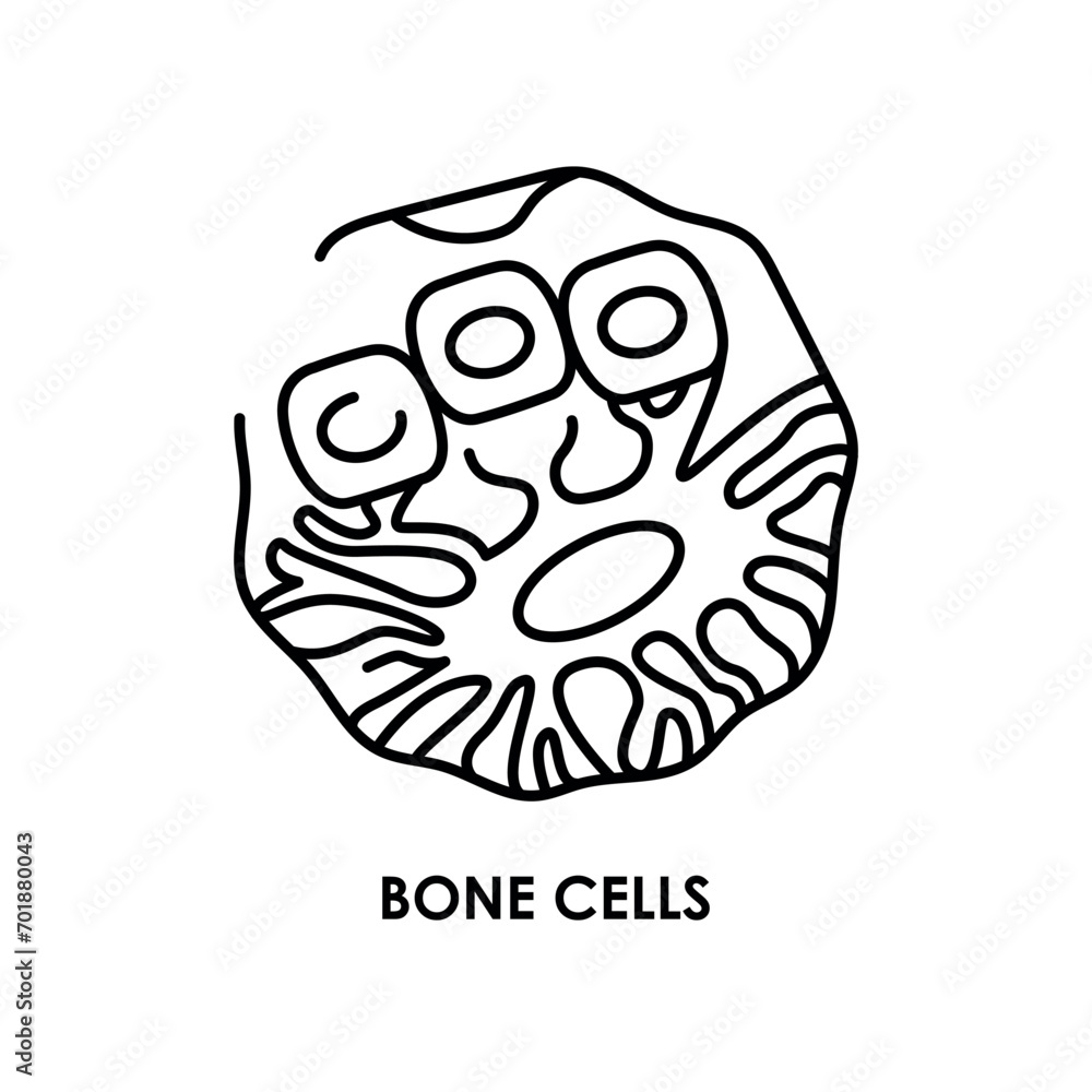 Human bone cell color line icon. Microorganisms microbes, bacteria ...