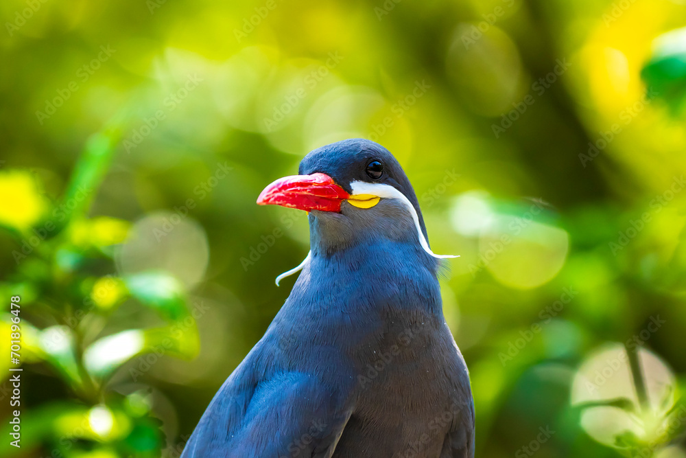 Inca tern, Larosterna inca, has a dark grey body, white moustache on ...